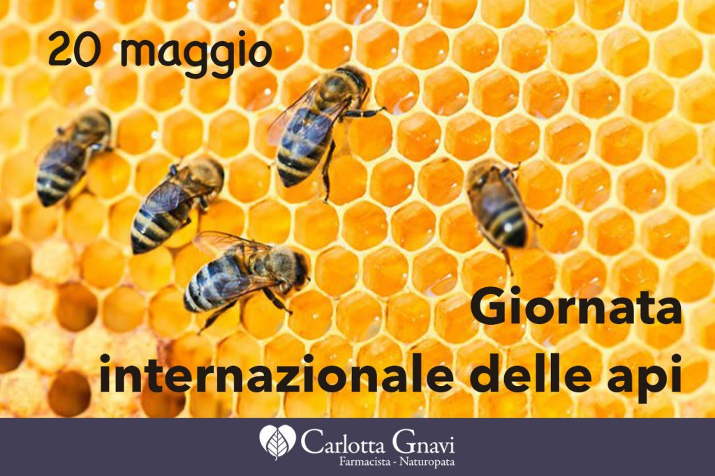 20 maggio - la Giornata internazionale delle API🐝 - Carlotta Gnavi ...